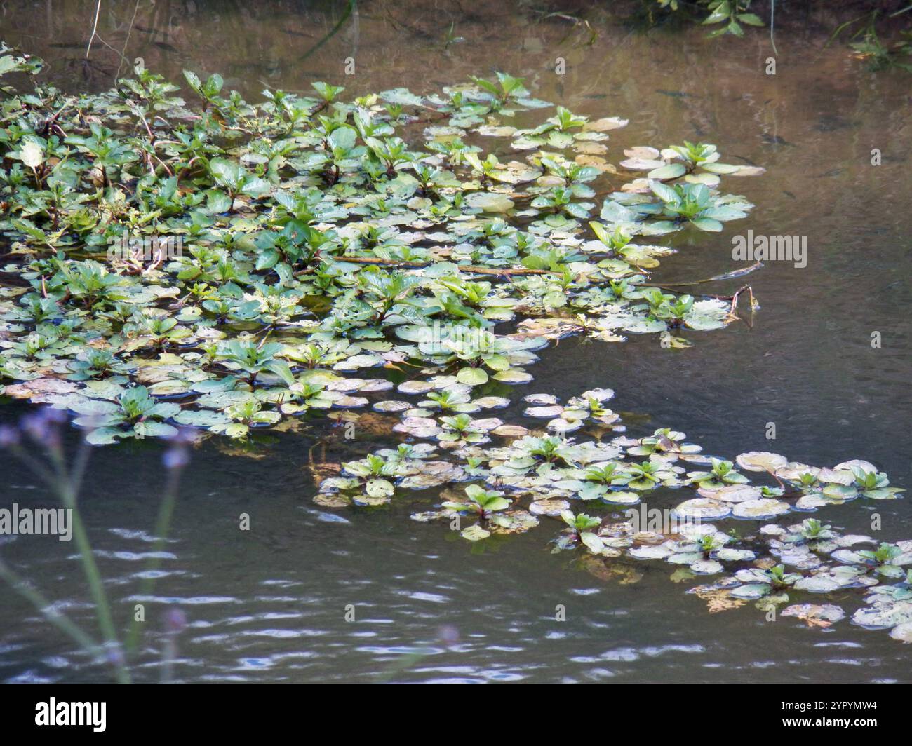 floating primrose-willow (Ludwigia peploides Stock Photo - Alamy