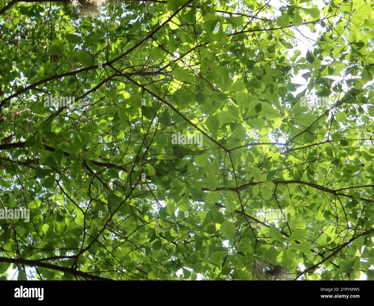 water oak (Quercus nigra Stock Photo - Alamy