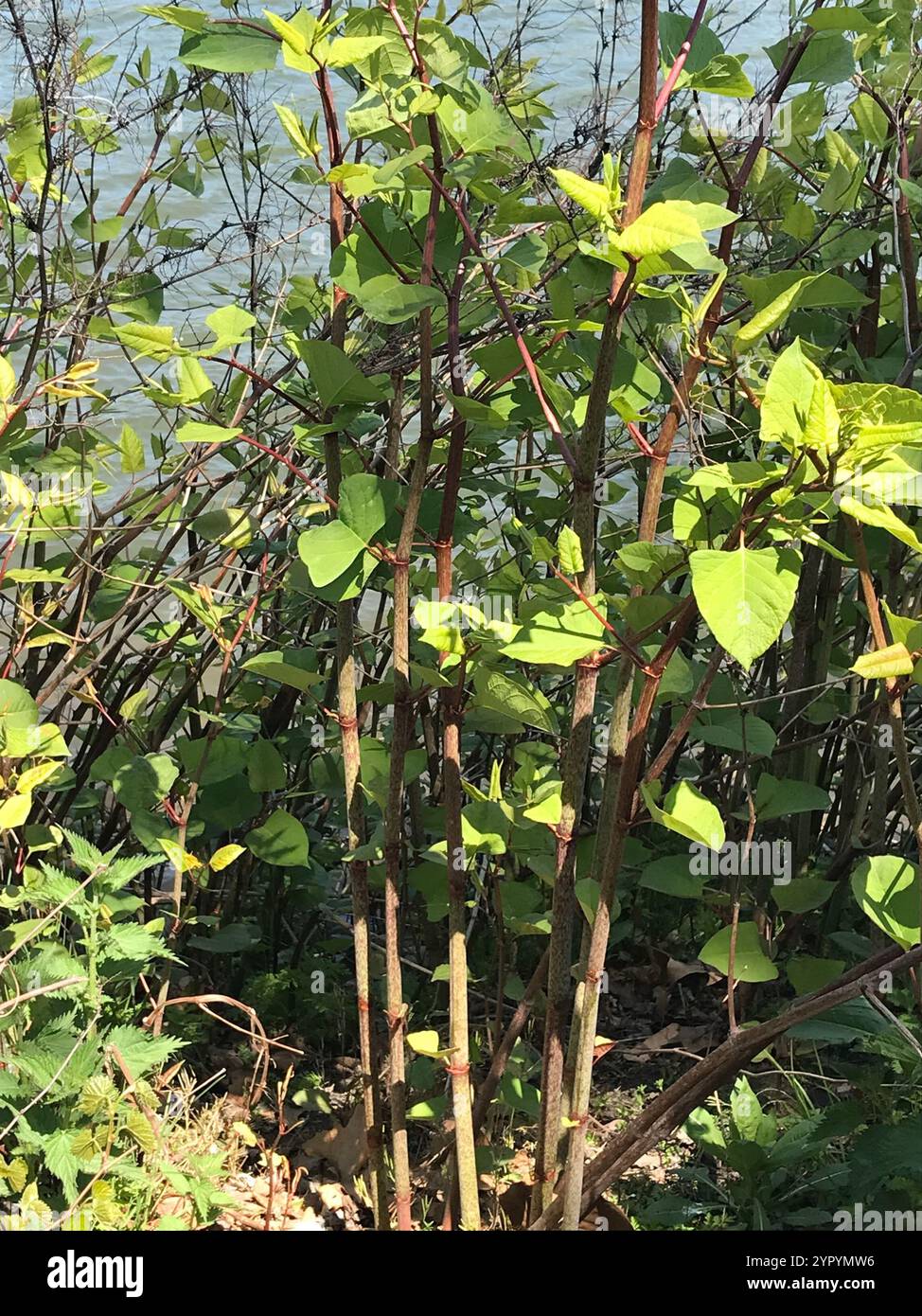 Japanese knotweed (Reynoutria japonica Stock Photo - Alamy