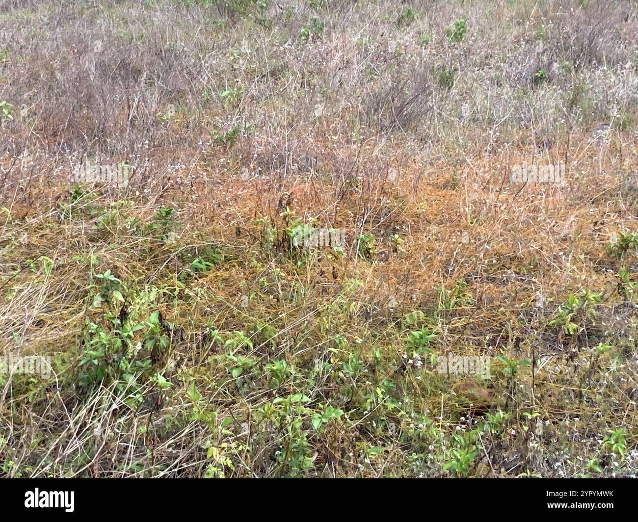Dodder laurel hi-res stock photography and images - Alamy