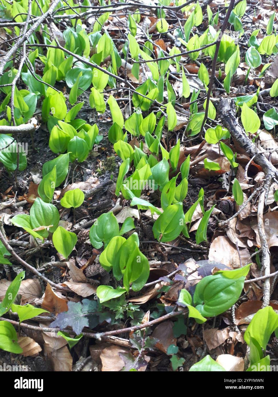 May Lily (Maianthemum bifolium Stock Photo - Alamy