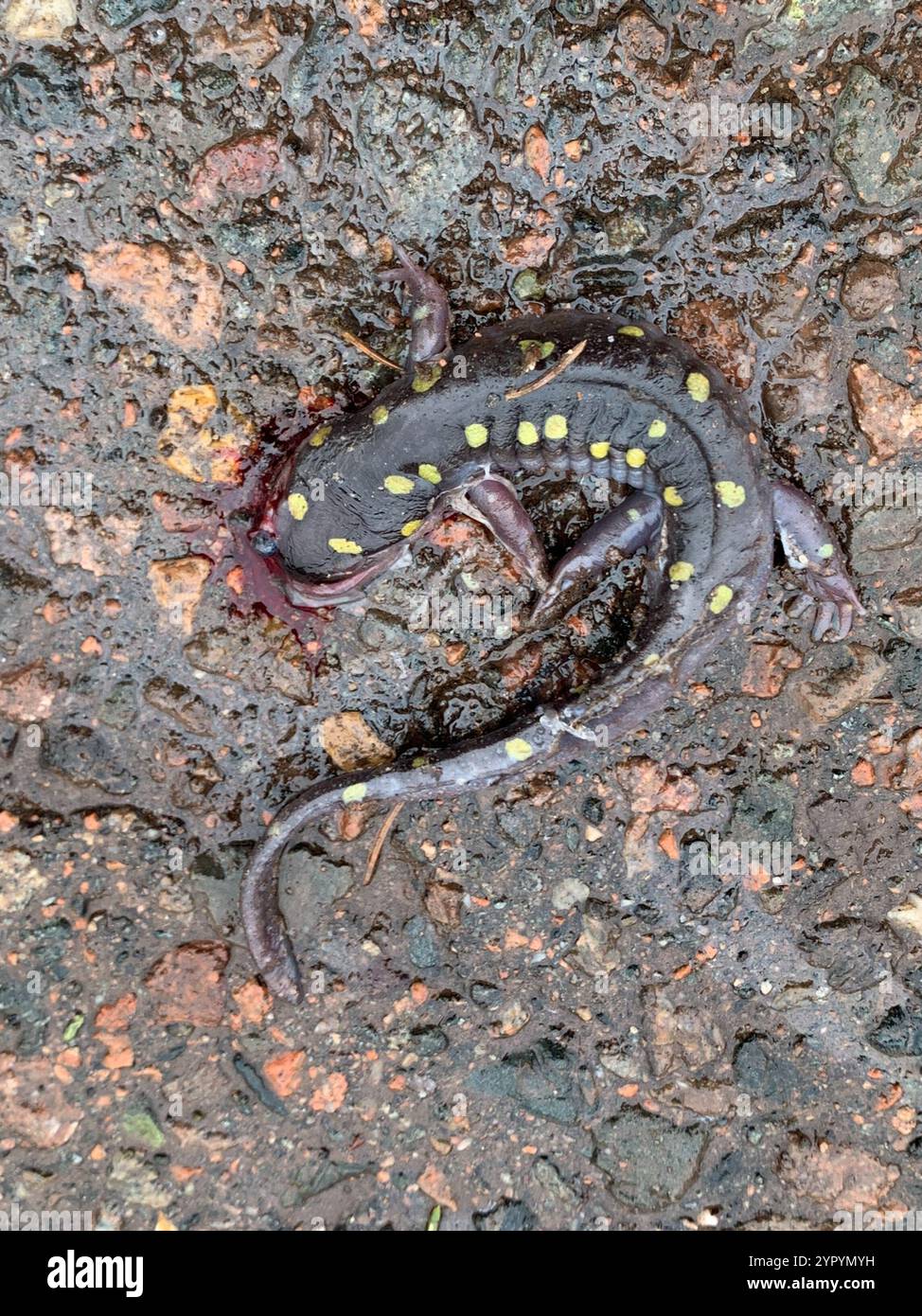 Spotted Salamander (Ambystoma maculatum Stock Photo - Alamy