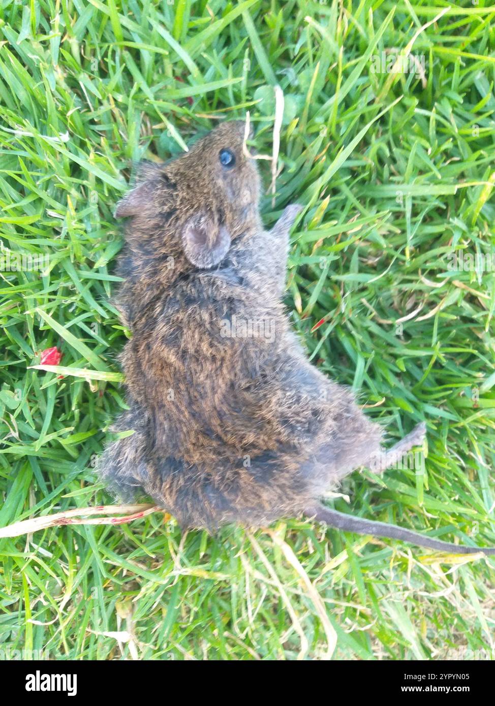 Southern Vlei Rat (Otomys irroratus Stock Photo - Alamy