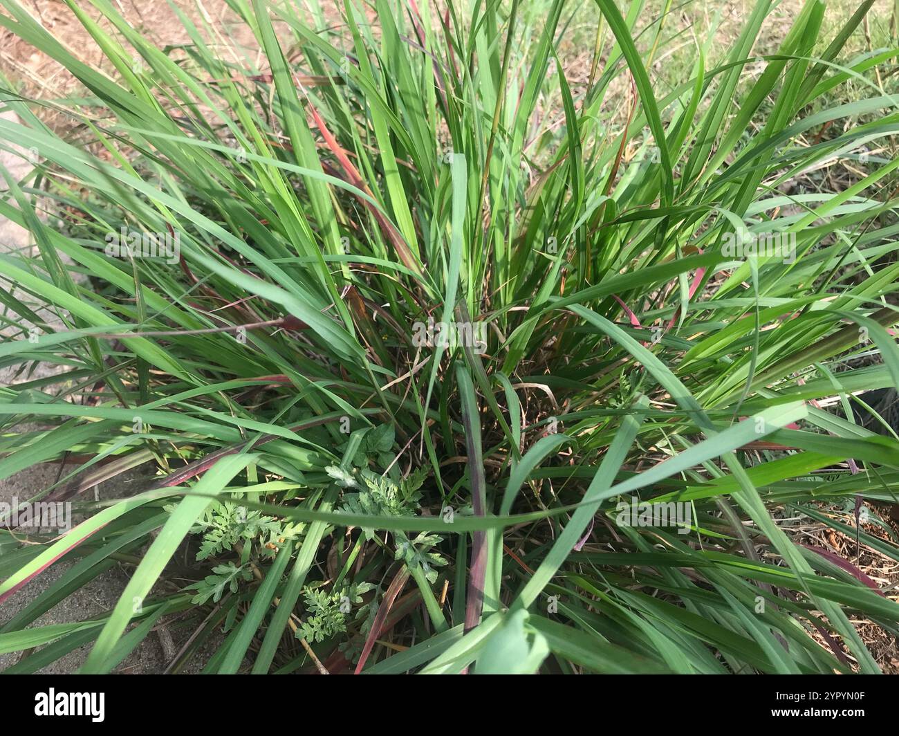 Silver bluestem hi-res stock photography and images - Alamy