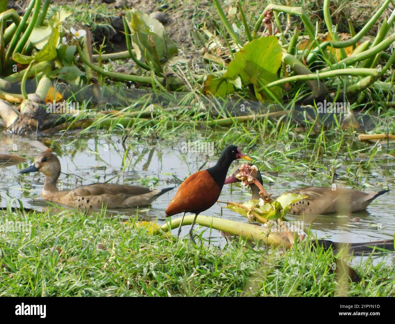 Wattled Jacana (Jacana jacana Stock Photo - Alamy