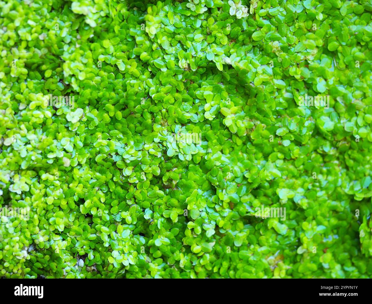 lesser duckweed (Lemna aequinoctialis Stock Photo - Alamy