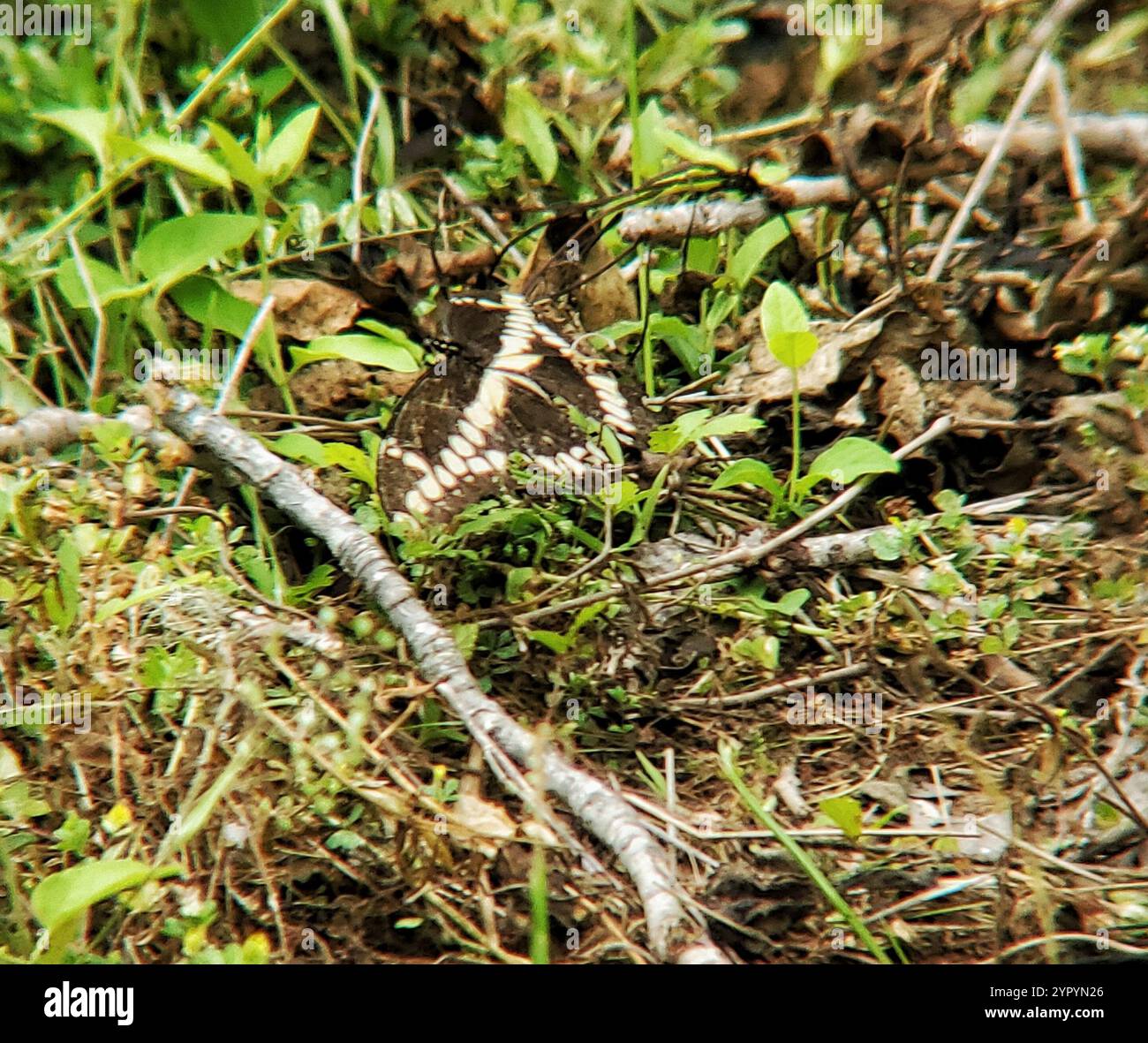 Eastern Giant Swallowtail (Heraclides cresphontes Stock Photo - Alamy