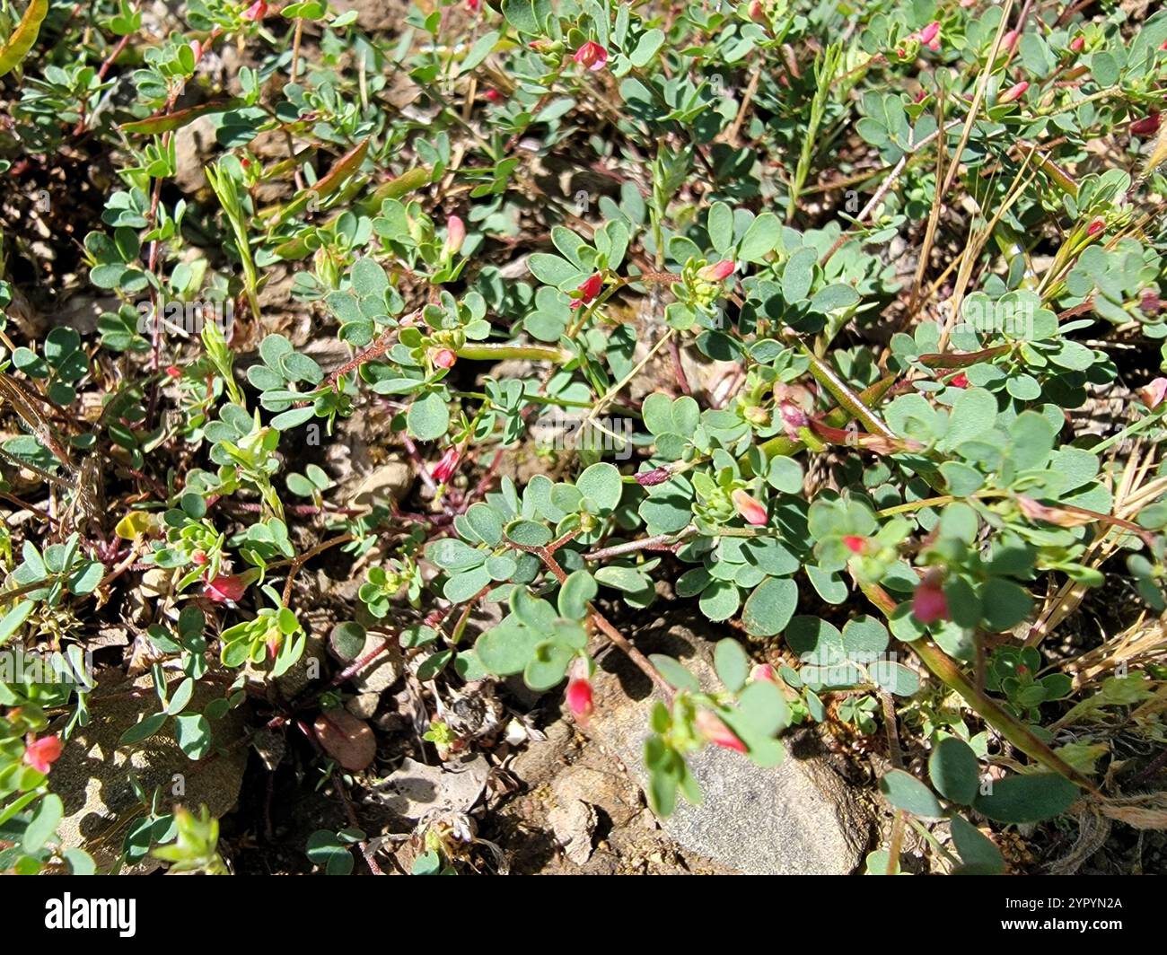 Short-flower Deervetch (Acmispon parviflorus Stock Photo - Alamy