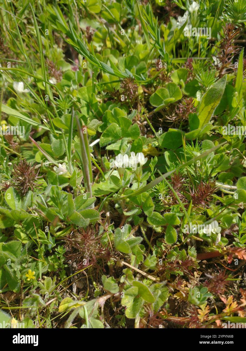 Subterranean Clover (Trifolium subterraneum Stock Photo - Alamy