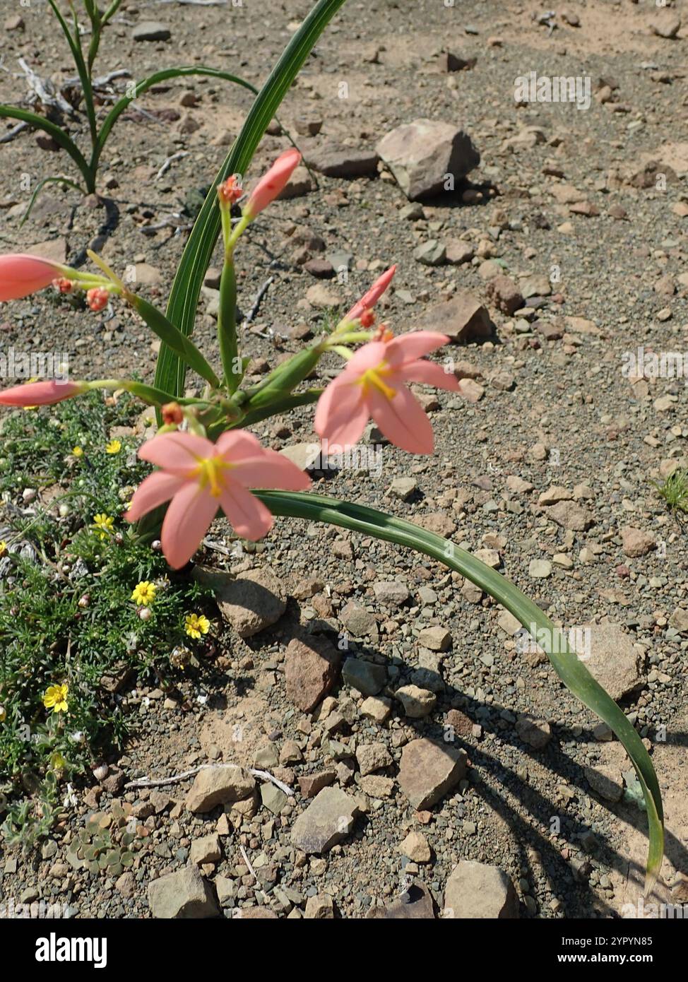 Two-leaved Cape tulip (Moraea miniata Stock Photo - Alamy