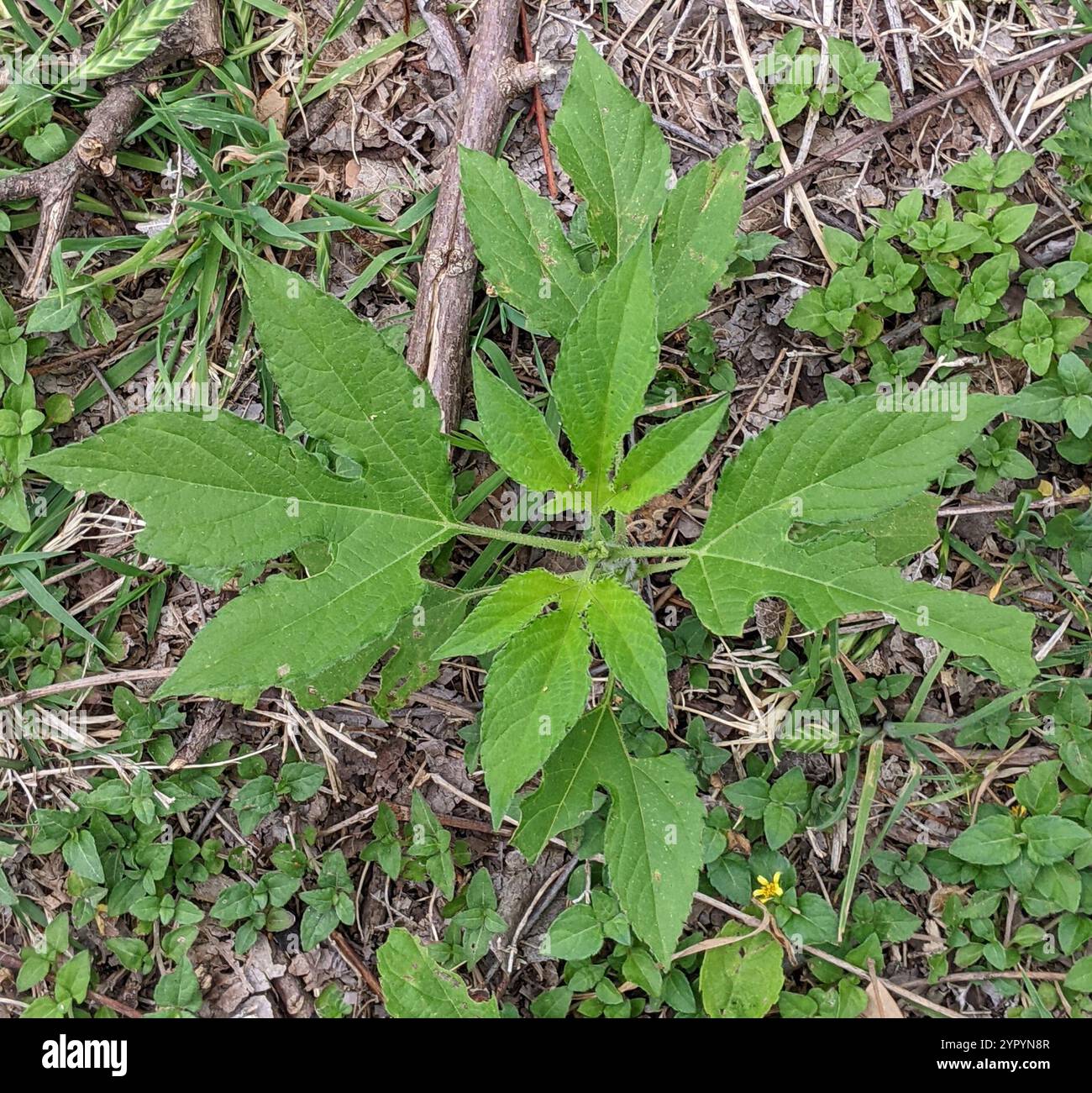 giant ragweed (Ambrosia trifida Stock Photo - Alamy