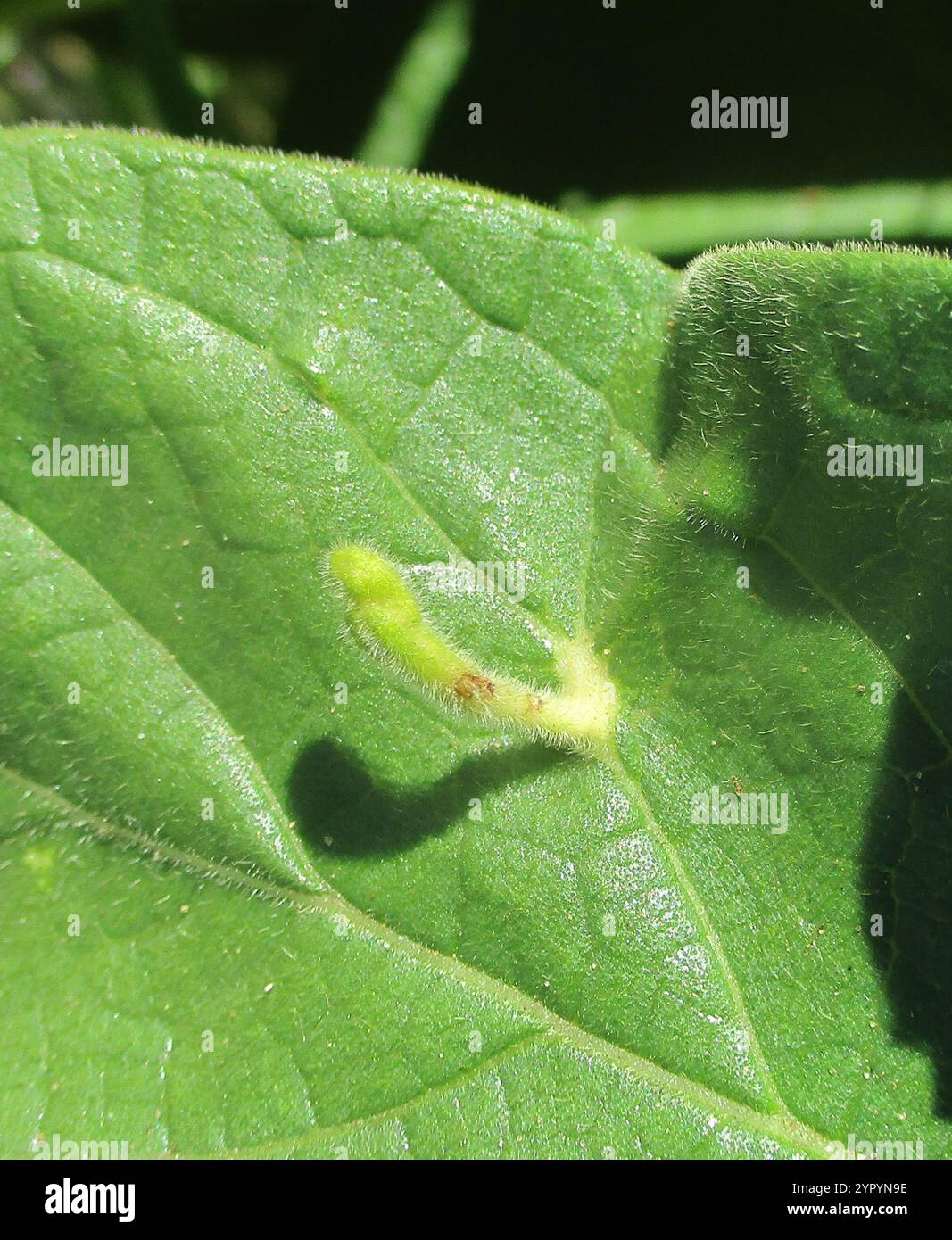 Mispel Leaf Gall Mite (Acalitus mallyi Stock Photo - Alamy