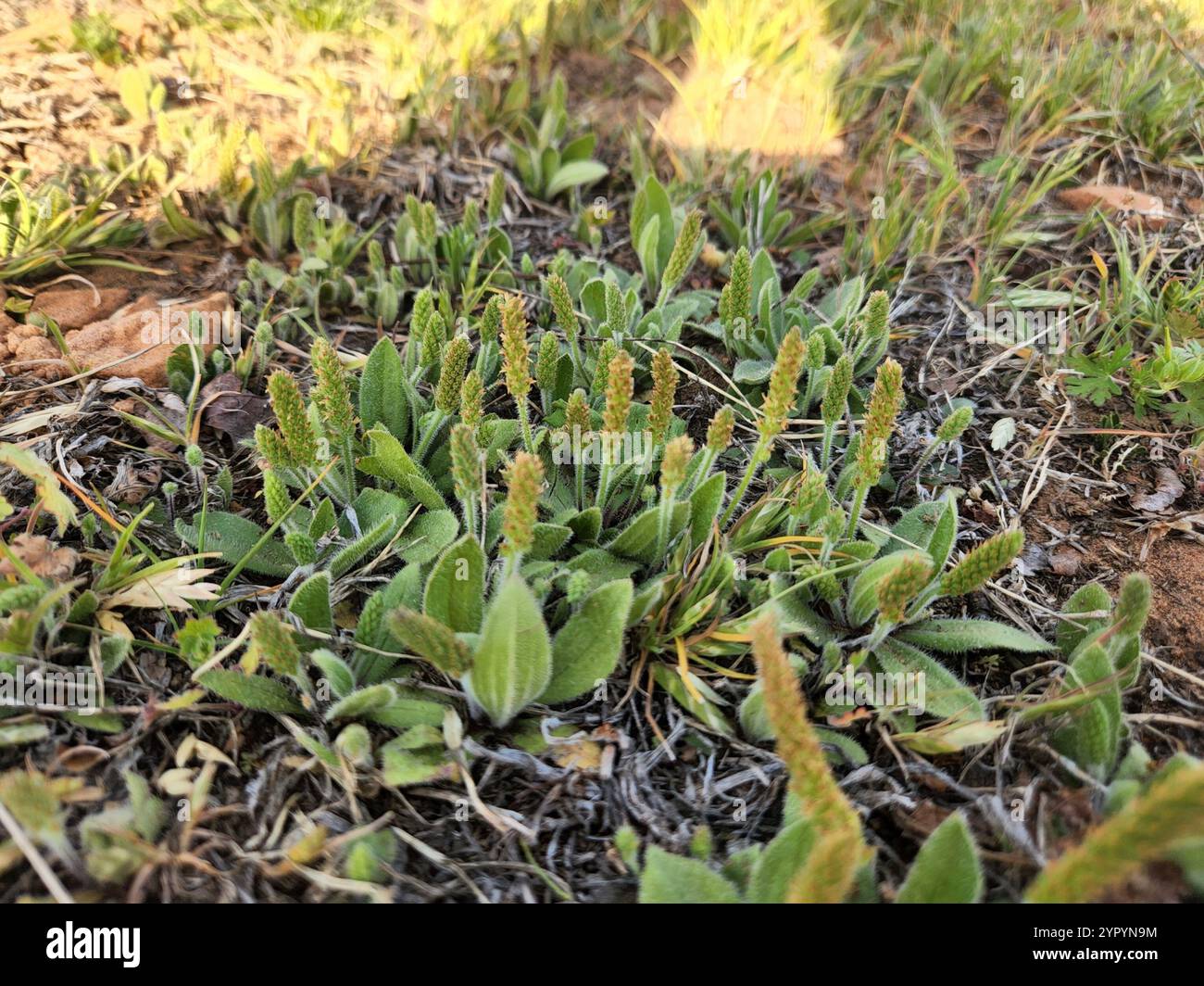 dwarf plantain (Plantago virginica Stock Photo - Alamy