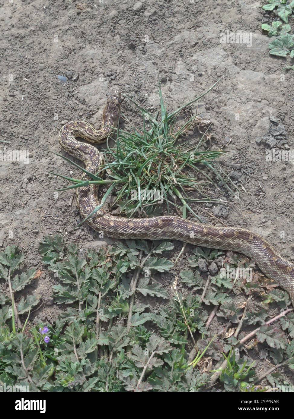 Pacific Gopher Snake (Pituophis catenifer catenifer Stock Photo - Alamy