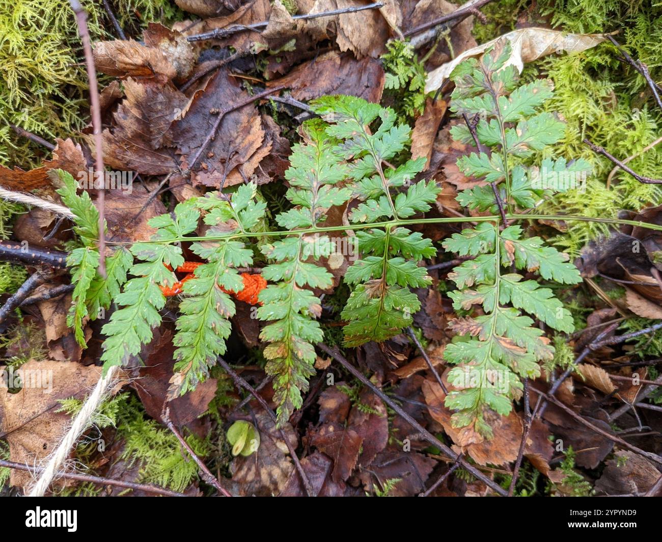 wood ferns (Dryopteris Stock Photo - Alamy