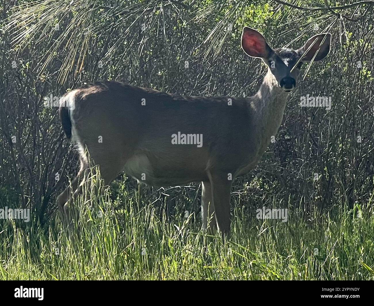 Columbian Black-tailed Deer (Odocoileus hemionus columbianus Stock ...