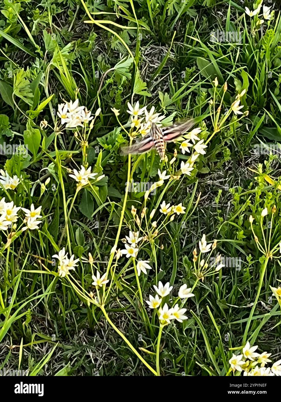 White-lined Sphinx (Hyles lineata Stock Photo - Alamy