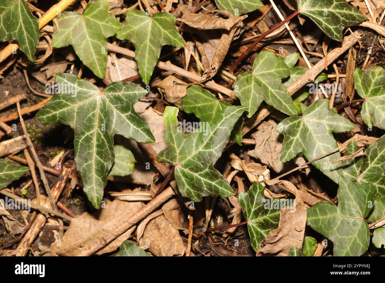 common ivy (Hedera helix Stock Photo - Alamy