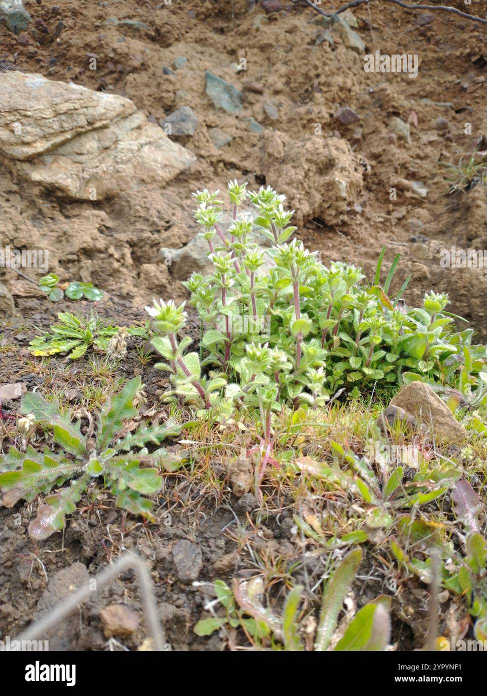 Sticky mouse-ear chickweed (Cerastium glomeratum Stock Photo - Alamy