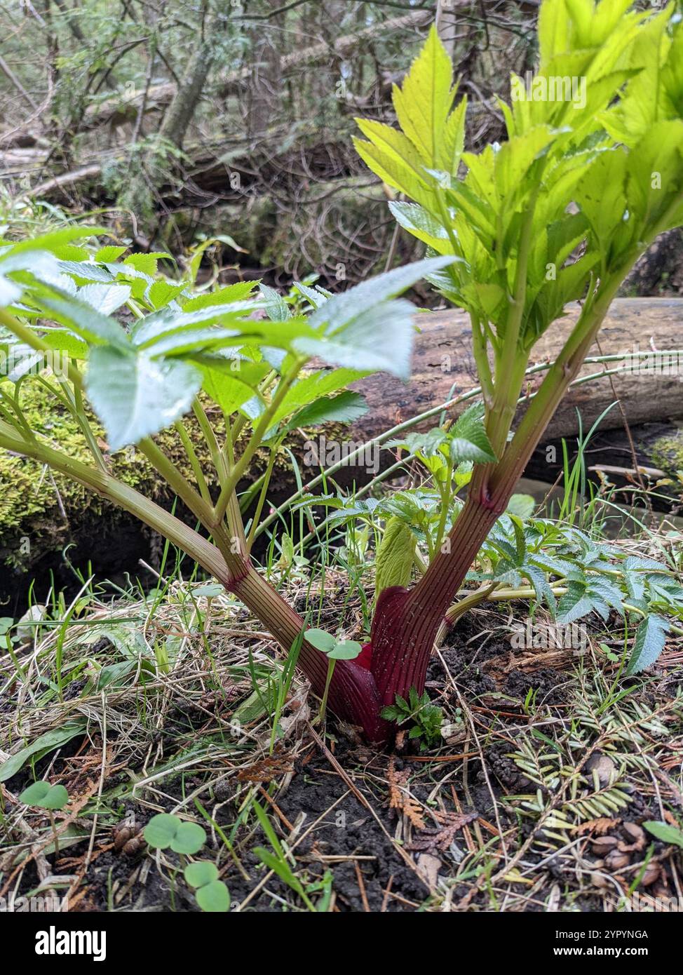 purple-stemmed angelica (Angelica atropurpurea Stock Photo - Alamy