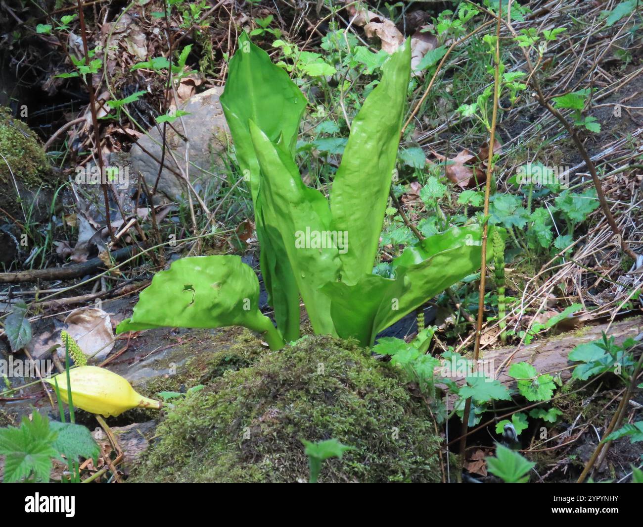 western skunk cabbage (Lysichiton americanus Stock Photo - Alamy