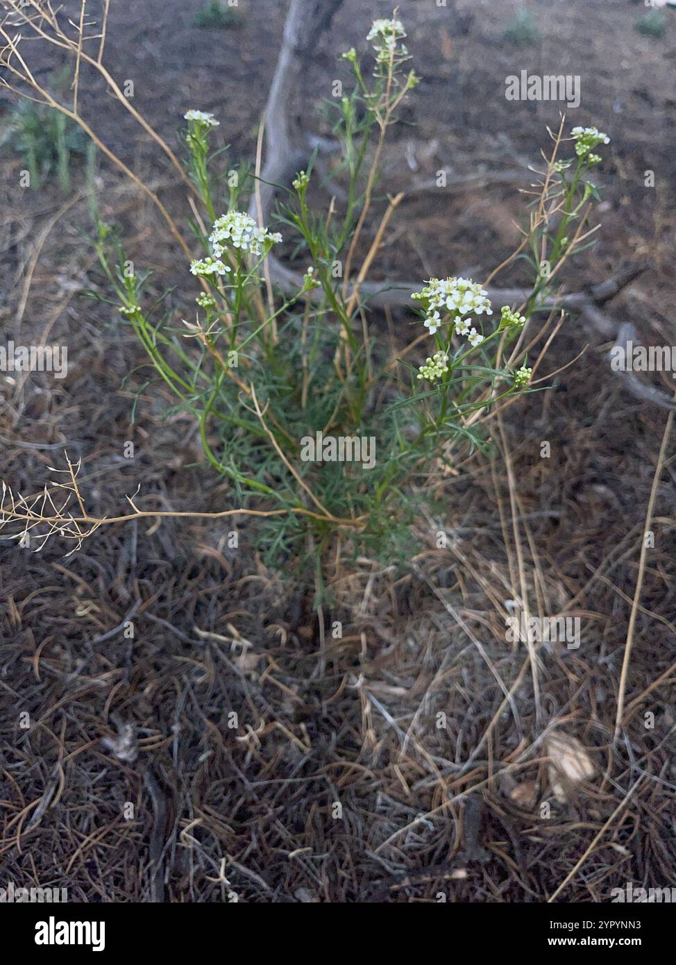 Mountain Pepperweed (Lepidium montanum Stock Photo - Alamy