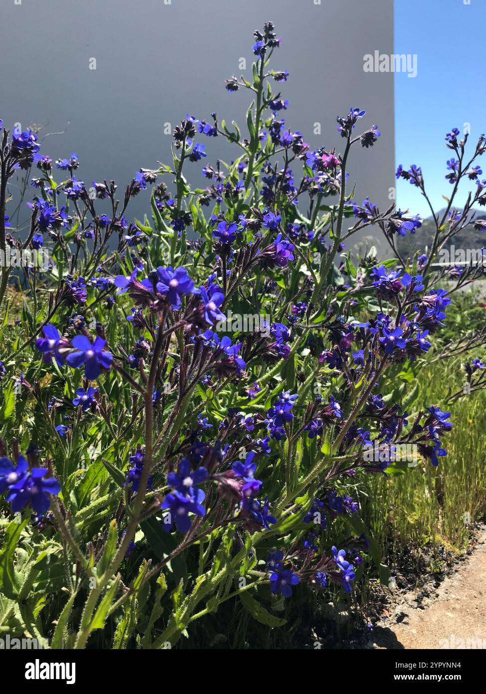 Italian Bugloss (Anchusa azurea Stock Photo - Alamy