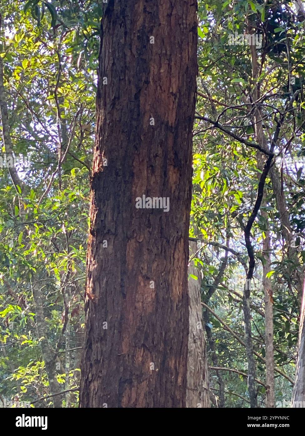 Tallowwood (Eucalyptus microcorys Stock Photo - Alamy