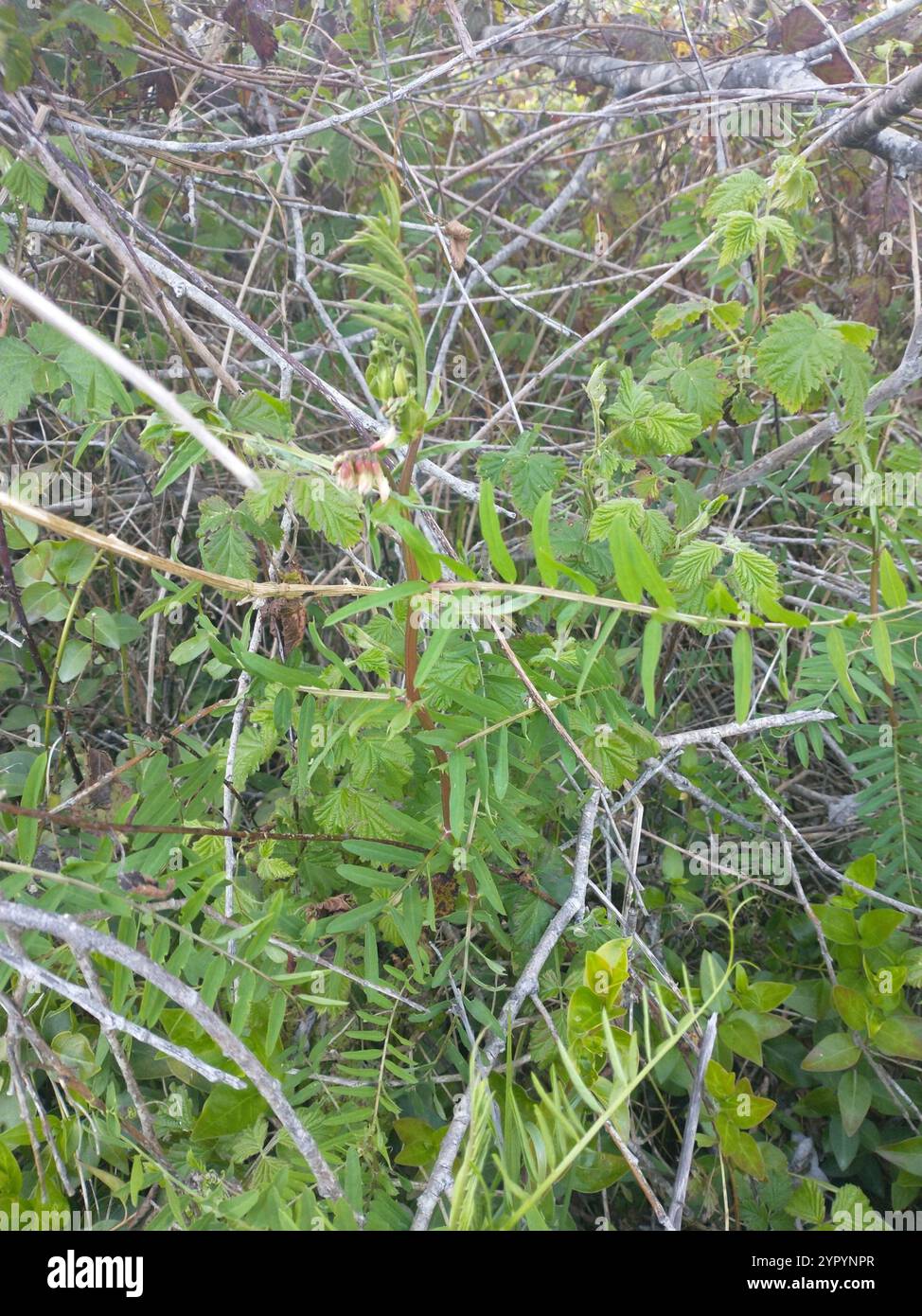 giant vetch (Vicia gigantea Stock Photo - Alamy