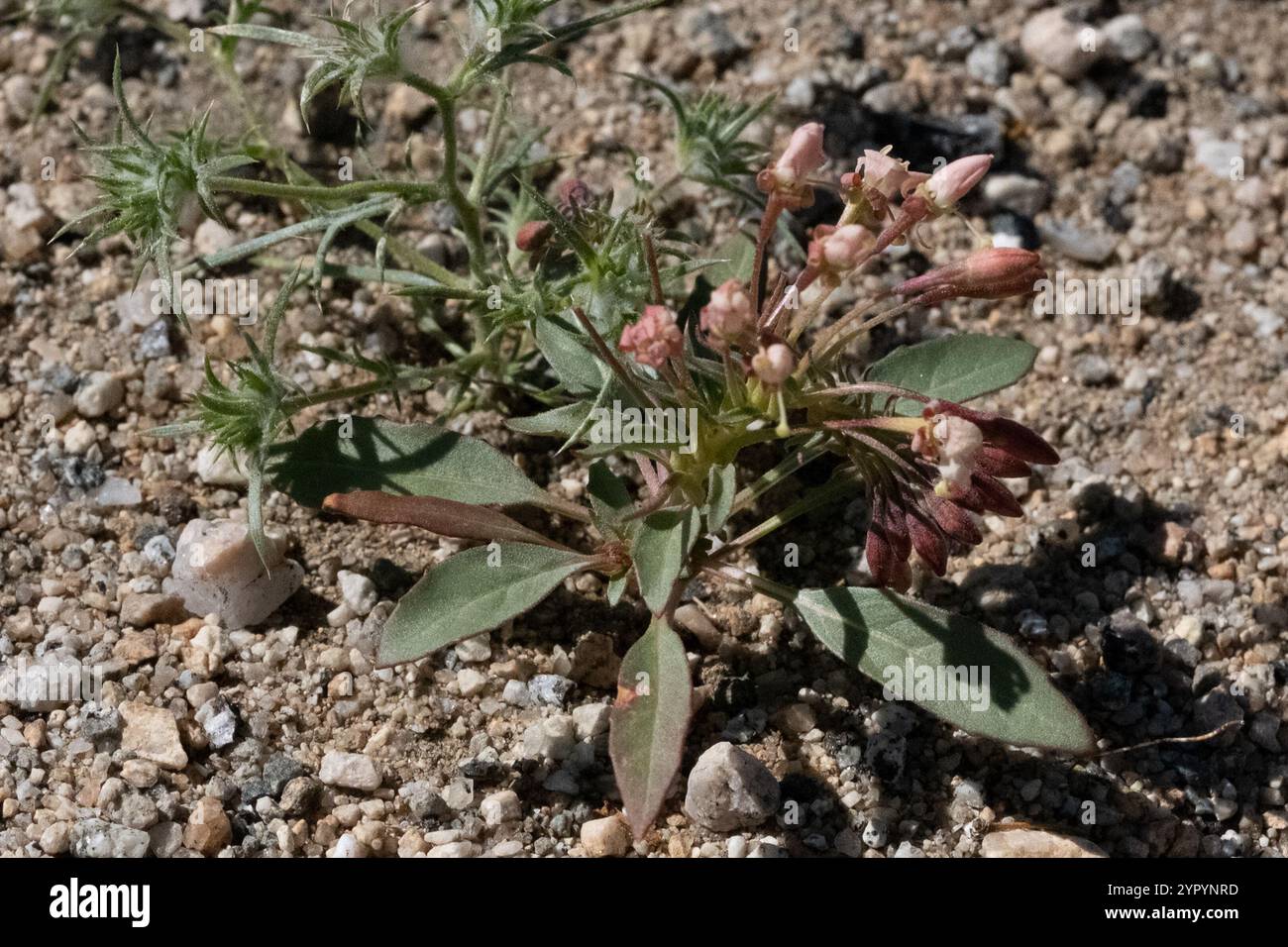 Booth's Evening Primrose (Eremothera boothii Stock Photo - Alamy