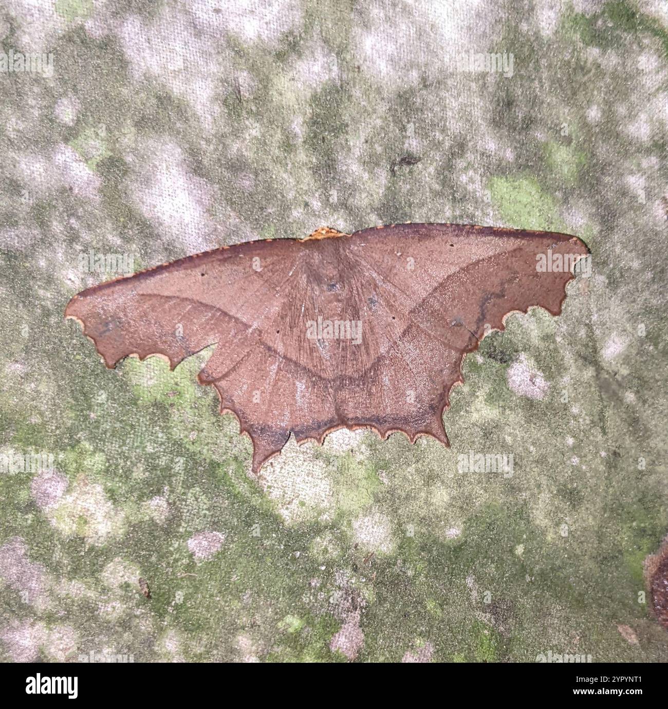 Geometer Moths (Geometridae Stock Photo - Alamy