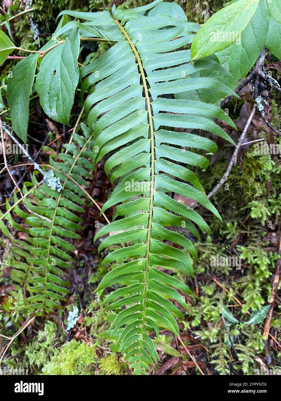 western sword fern (Polystichum munitum Stock Photo - Alamy