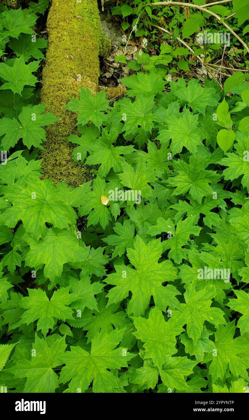 Broad-leaf Waterleaf (Hydrophyllum canadense Stock Photo - Alamy