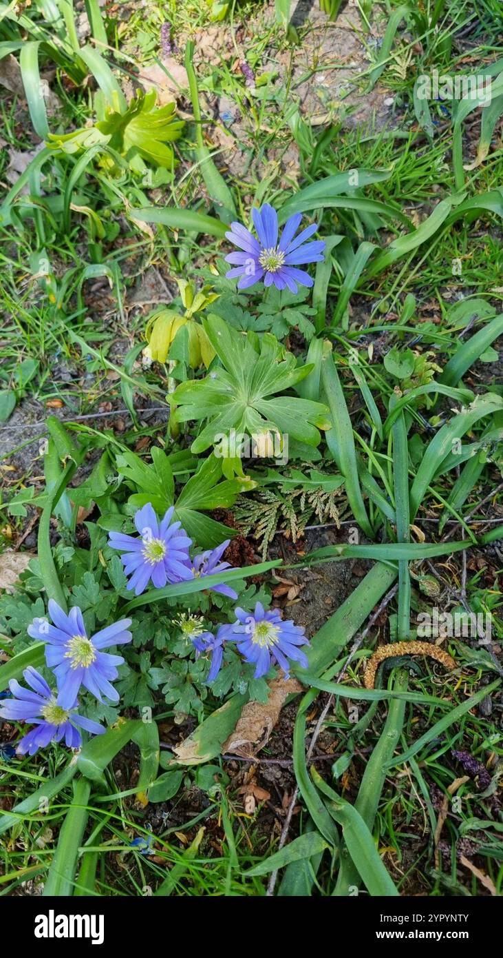 Greek Anemone (Anemonoides blanda Stock Photo - Alamy