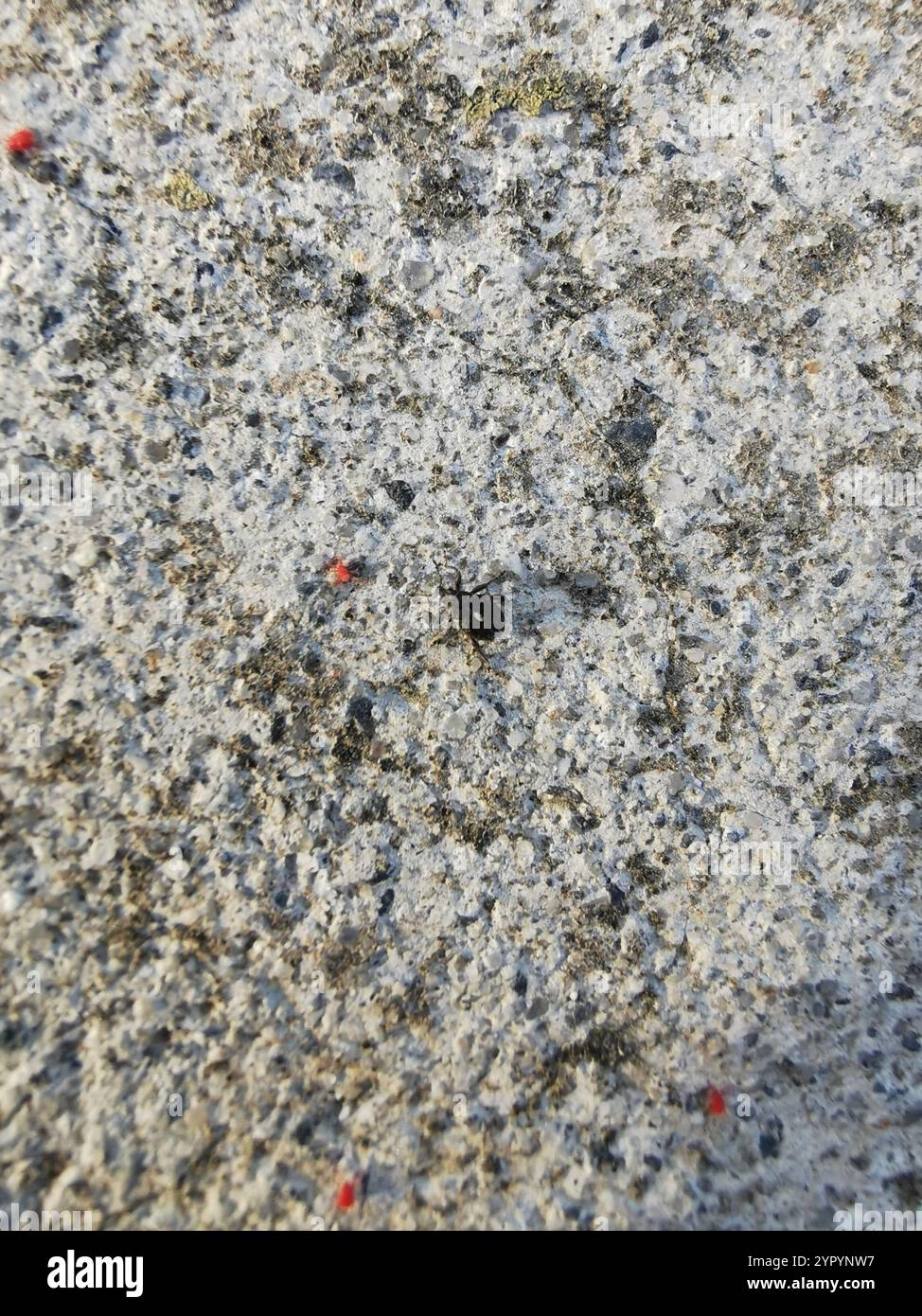 Leucostigma hi-res stock photography and images - Alamy