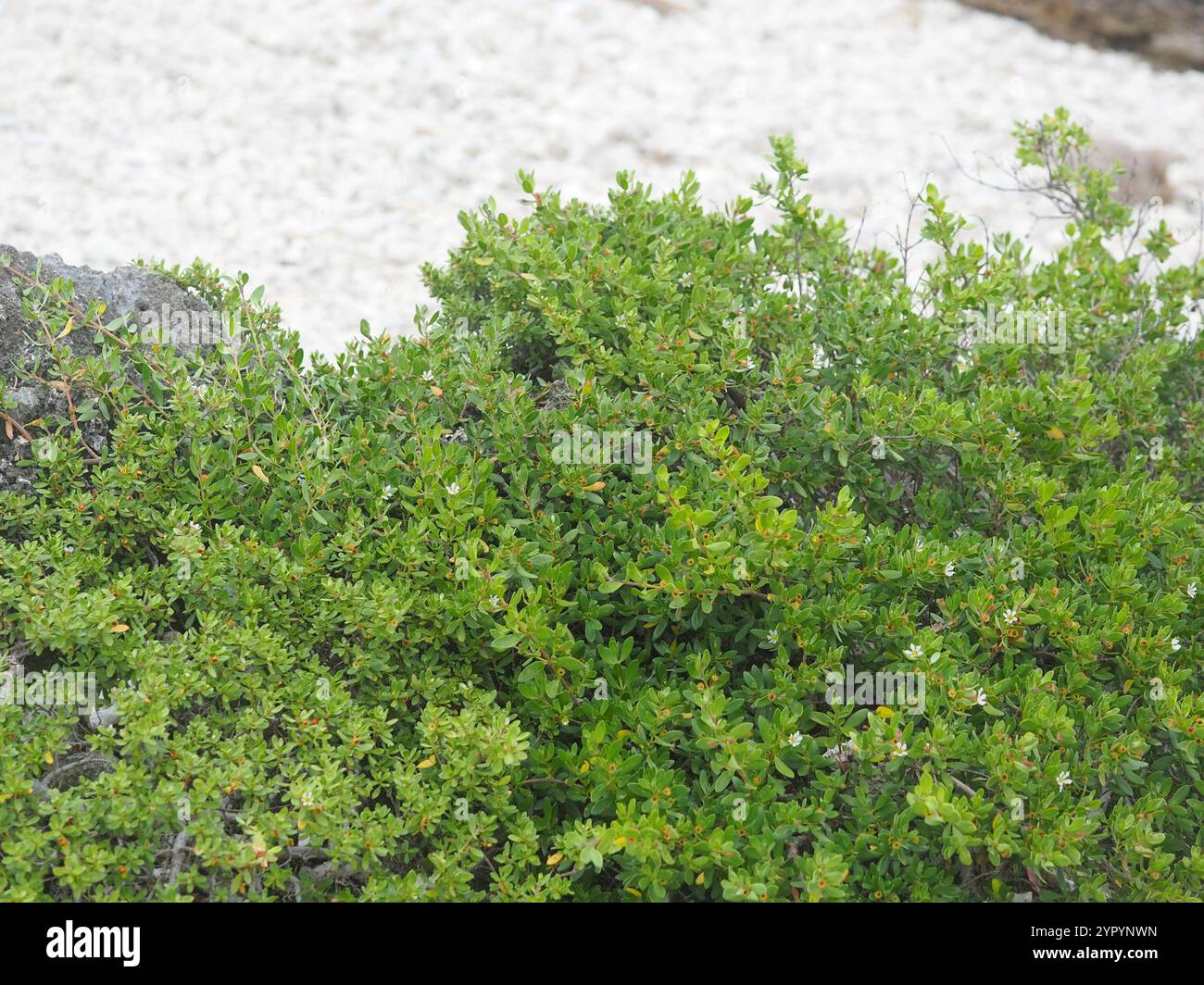 Pemphis hi-res stock photography and images - Alamy
