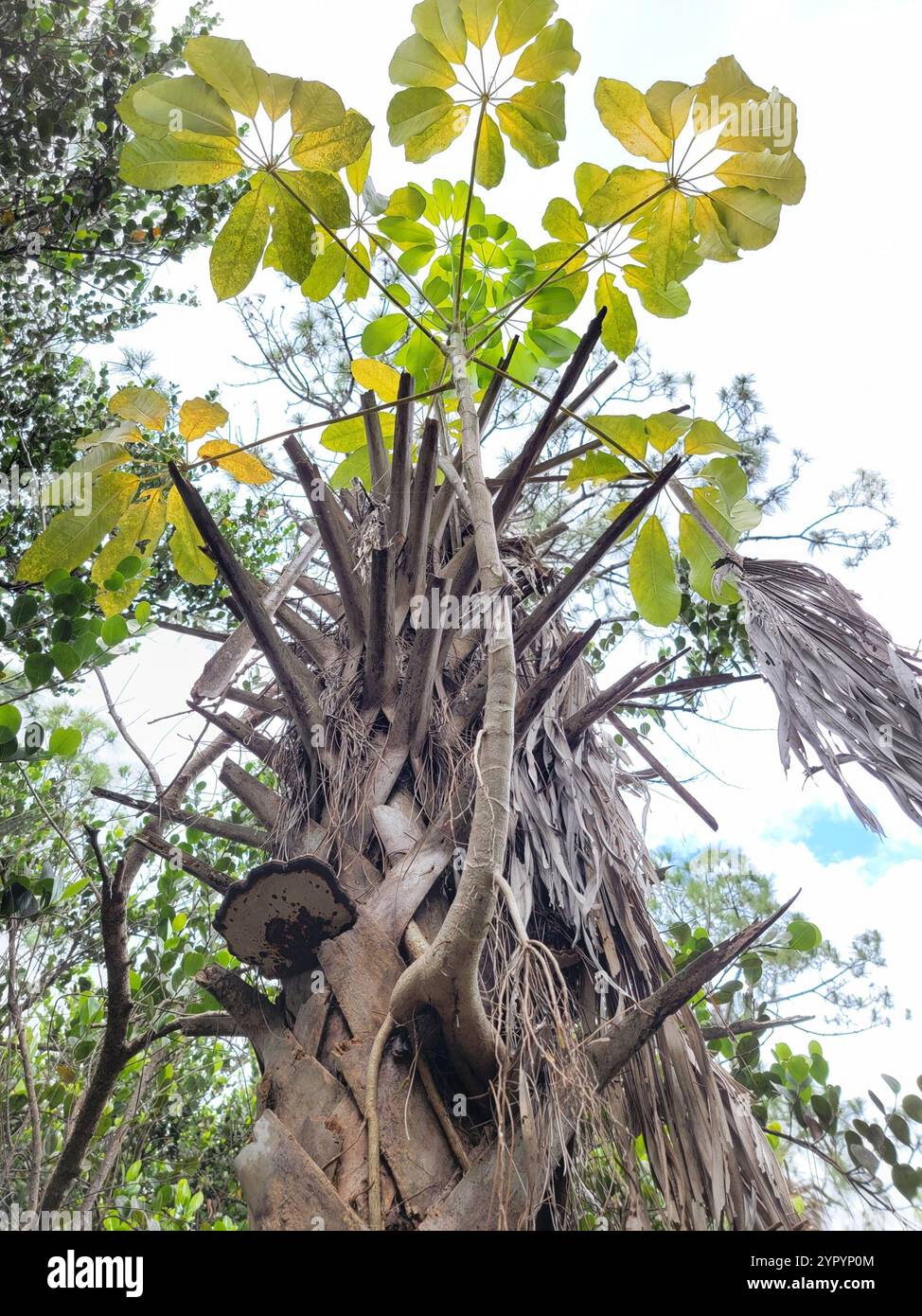 Australian Umbrella Tree (Heptapleurum actinophyllum Stock Photo - Alamy