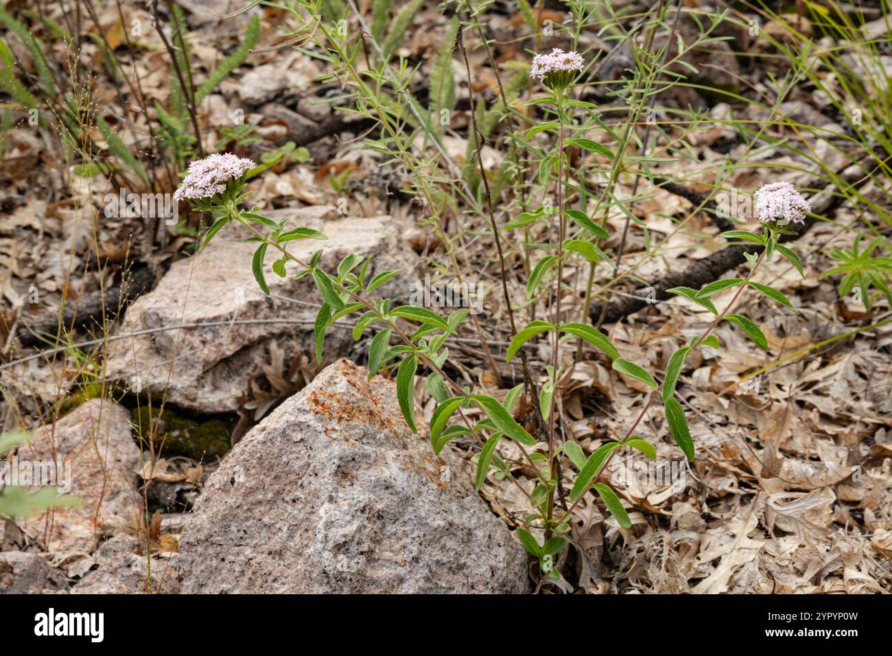 Candyleaf hi-res stock photography and images - Alamy