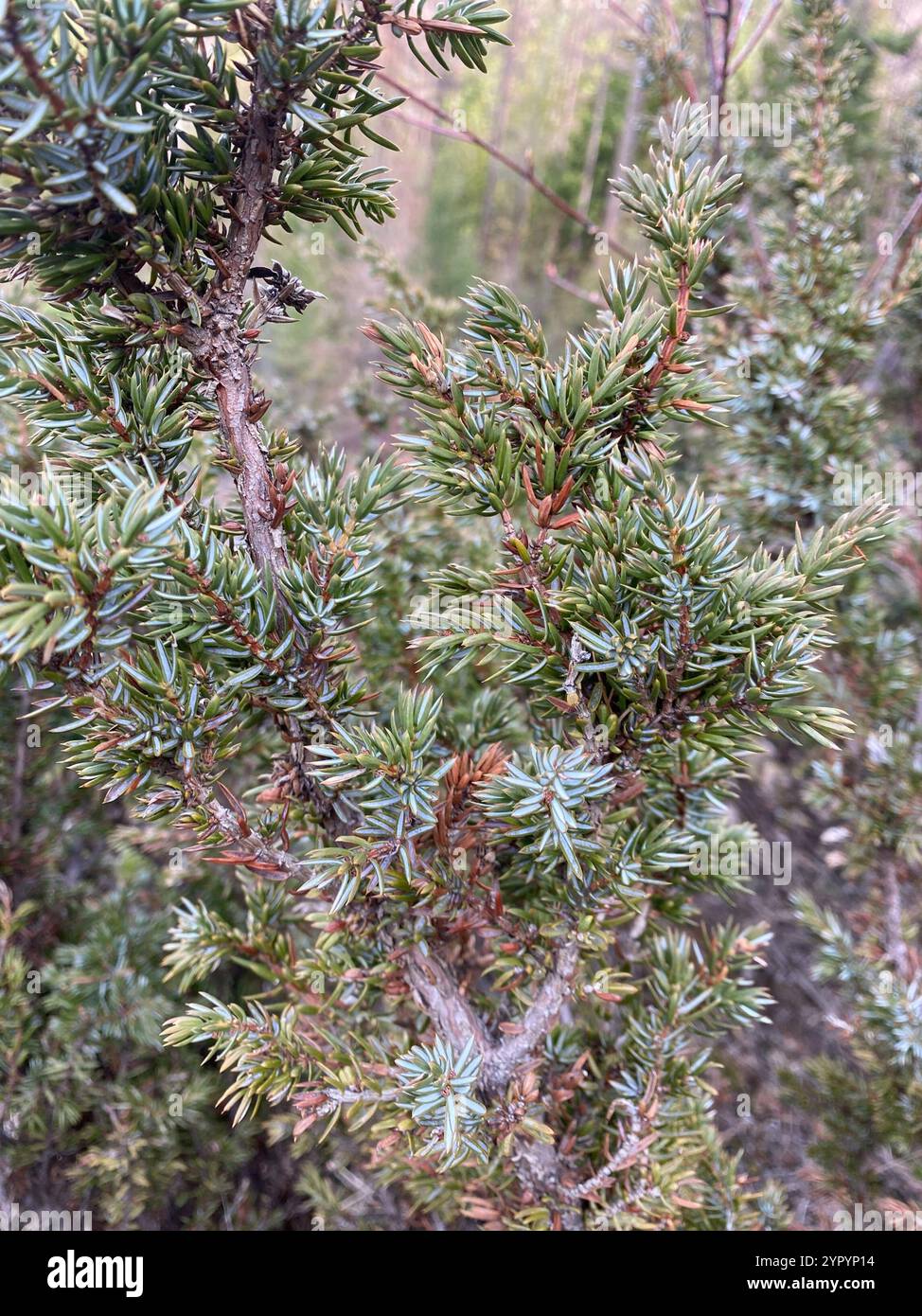 common juniper (Juniperus communis Stock Photo - Alamy