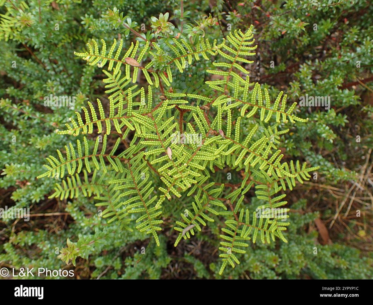 Pouched Coral Fern (Gleichenia dicarpa Stock Photo - Alamy
