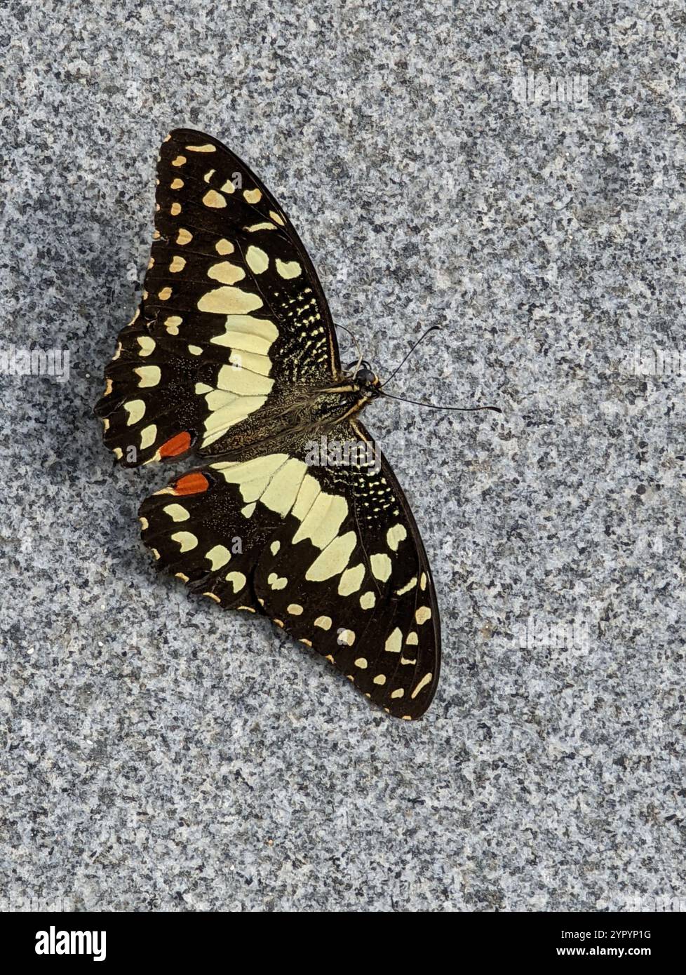 Lime Swallowtail (Papilio demoleus Stock Photo - Alamy