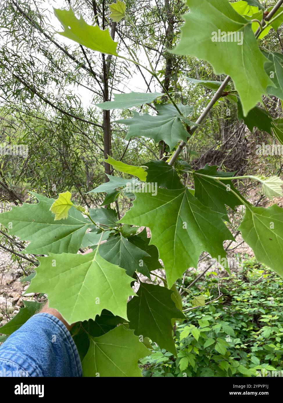 American sycamore (Platanus occidentalis Stock Photo - Alamy