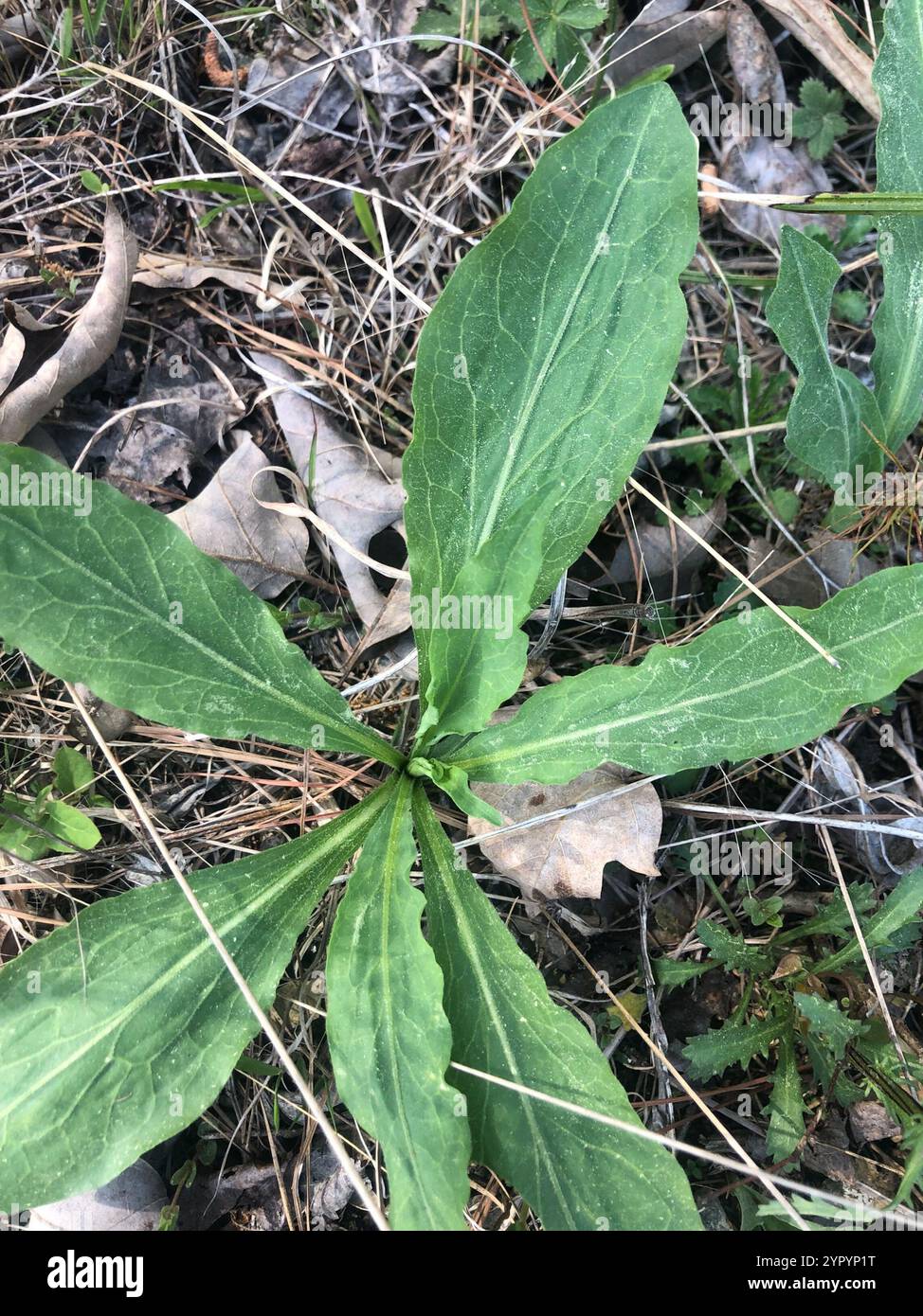 Appalachian blazing star (Liatris squarrulosa Stock Photo - Alamy