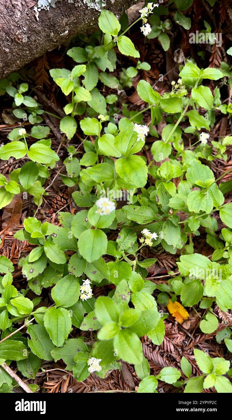Whipplea modesta hi-res stock photography and images - Alamy