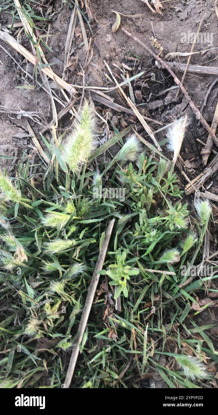 Rabbitfoot grass hi-res stock photography and images - Alamy