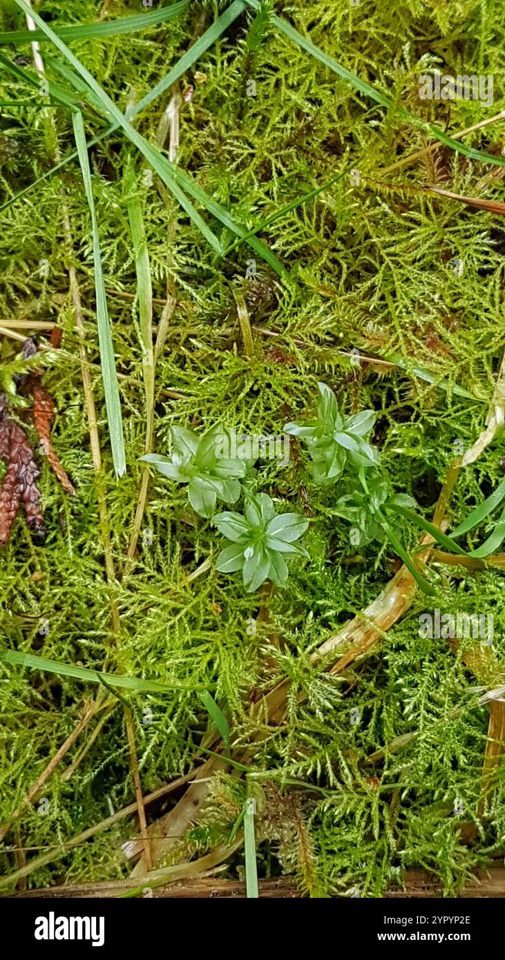 Badge Moss (Plagiomnium insigne Stock Photo - Alamy