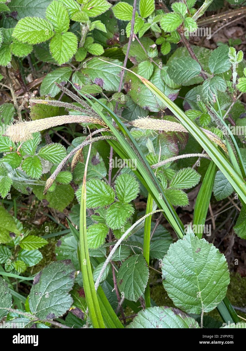 Hanging sedge (Carex pendula Stock Photo - Alamy