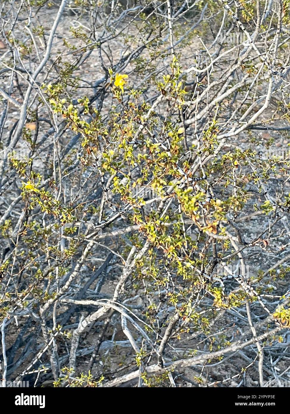 Creosote Bush (Larrea tridentata Stock Photo - Alamy