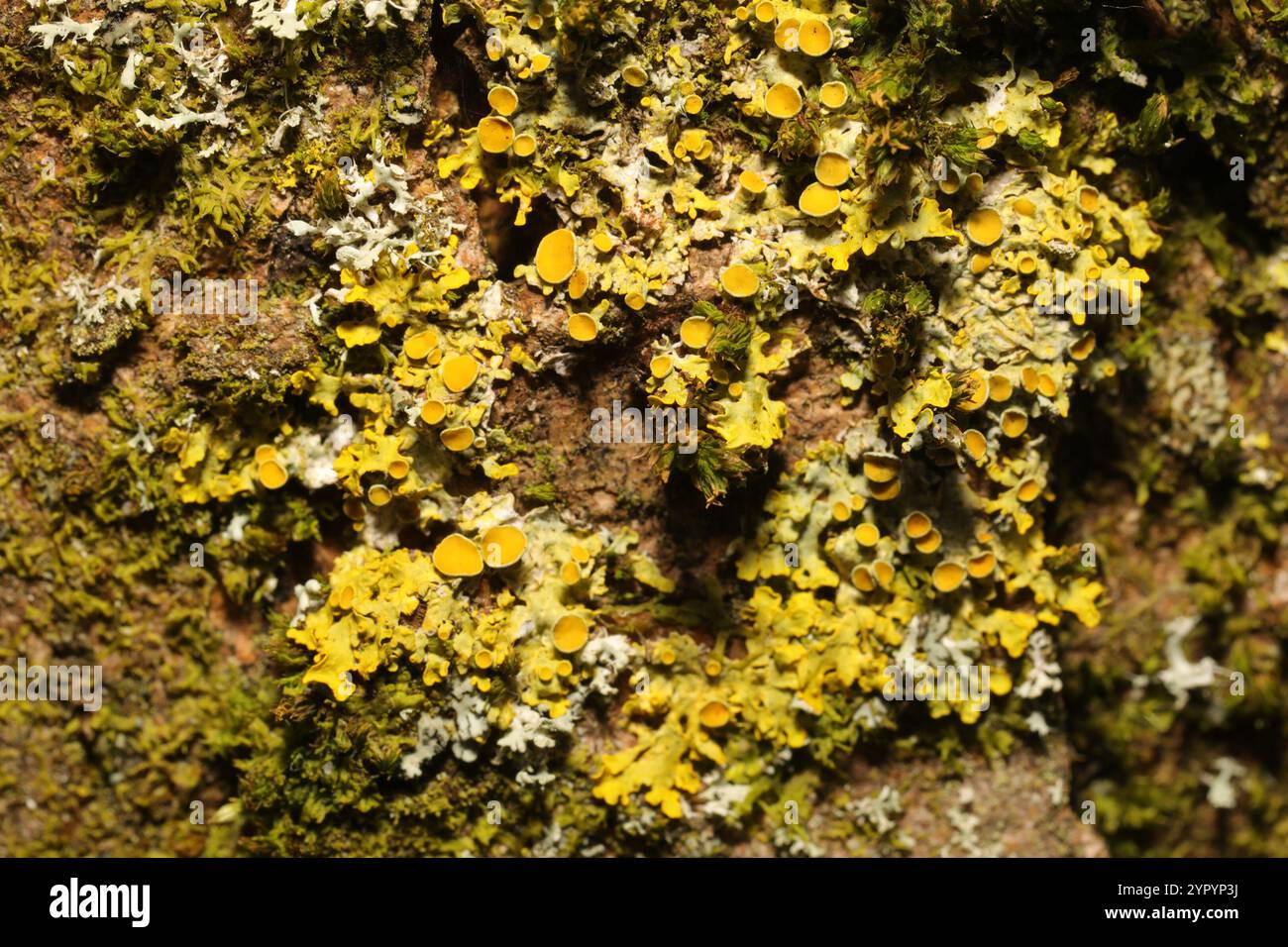 Common Sunburst Lichen (Xanthoria parietina Stock Photo - Alamy