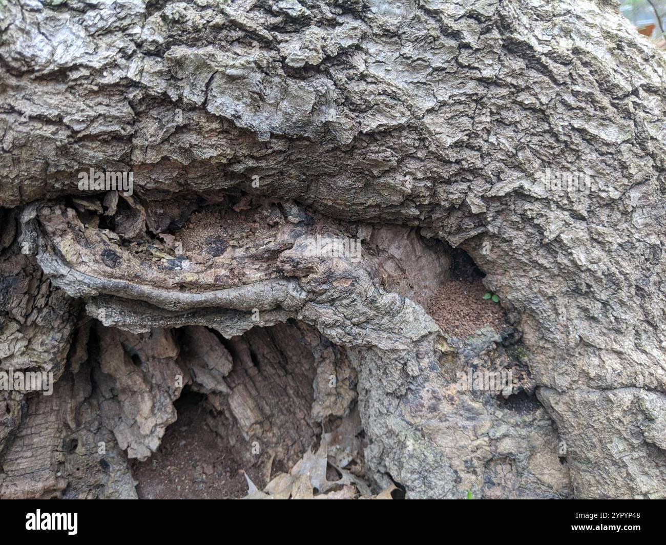 Tennessee collared ant hi-res stock photography and images - Alamy